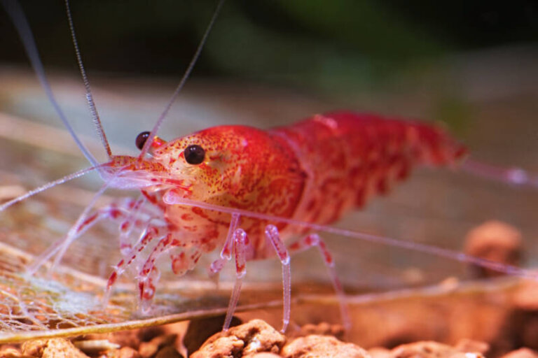 Freshwater Shrimp Care: Top Species for Aquariums