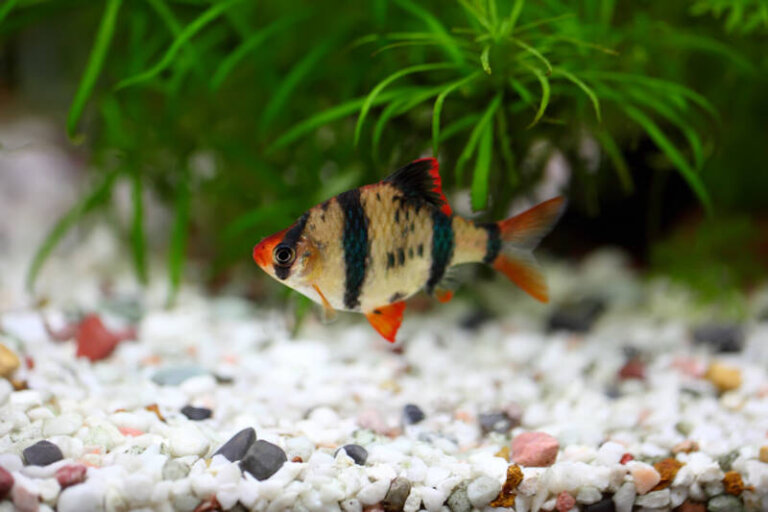 Tiger Barb Care: Tank Setup, Feeding & Breeding Tips