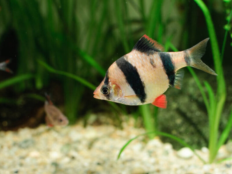 Tiger Barb Care: Tank Setup, Feeding & Breeding Tips