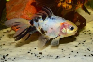 Goldfish Memory: How Long Do Goldfish Really Remember?