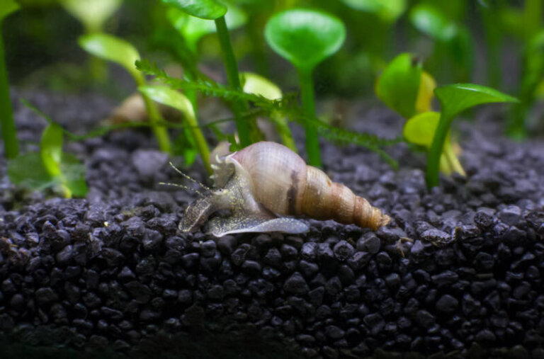 Best Snails for Betta Fish Tanks: Care & Compatibility