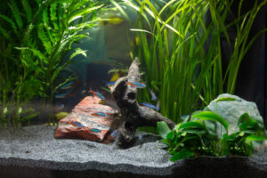 Neon Tetra: Full Care Guide (with Setup, Diet & Breeding)