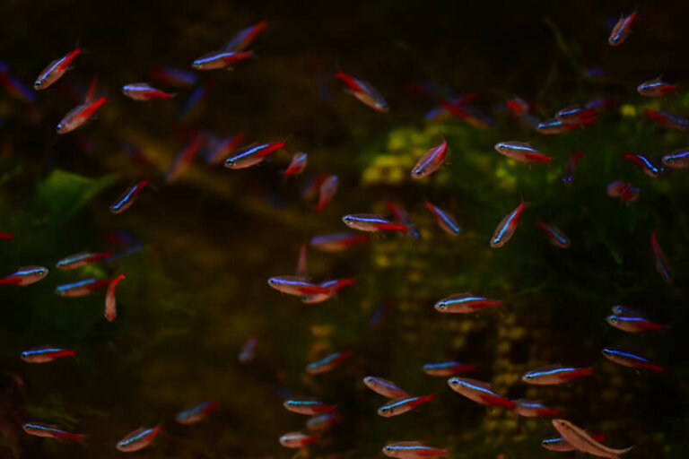 Neon Tetra: Full Care Guide (with Setup, Diet & Breeding)