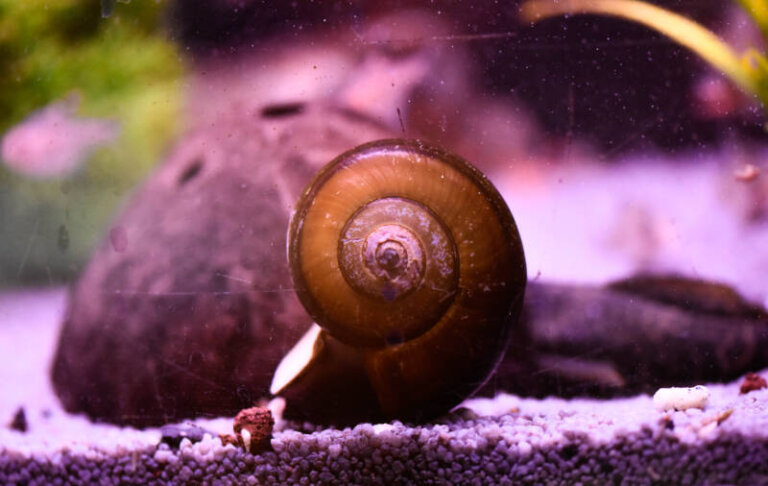Is Your Aquarium Snail Dead or Just Sleeping? Find Out