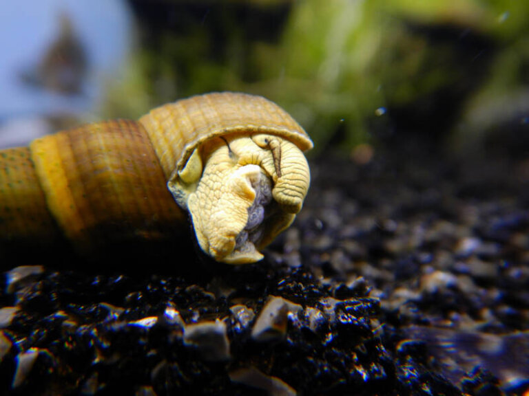 Is Your Aquarium Snail Dead or Just Sleeping? Find Out