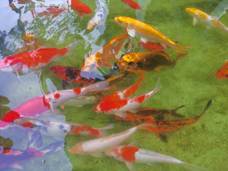 How Long Do Koi Fish Live? Tips to Extend Their Lifespan