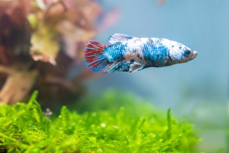 Why Do Fish Jump Out of Water? Causes & Prevention Tips