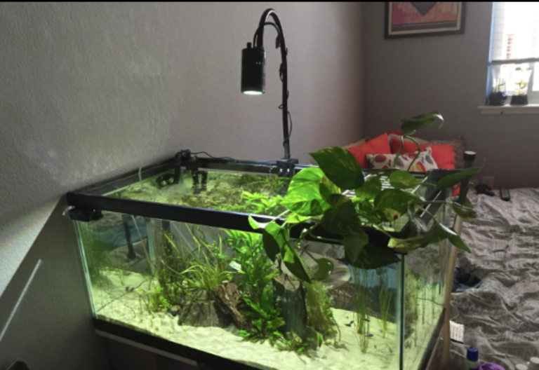Best LED Lights for Planted Aquariums Top Picks & Buying Guide