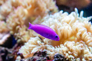Top Saltwater Fish for Your Aquarium: Best Species & Care Tips