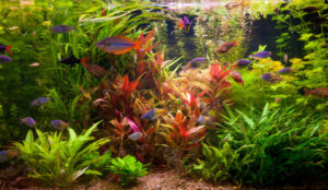Fish Best Peaceful Community Fish for Your Aquarium