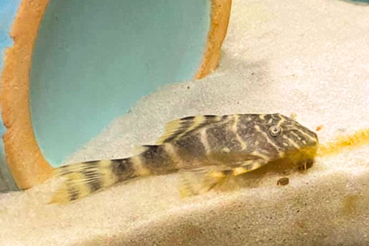 Clown Pleco Care Guide 101: Diet, Size, Lifespan, Tank Setup