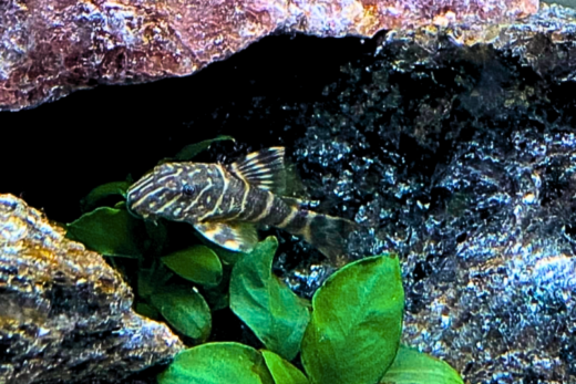 Clown Pleco Care Guide 101: Diet, Size, Lifespan, Tank Setup