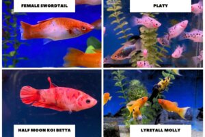 Swordtail Fish Complete Care Guide