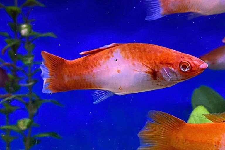 Swordtail Fish Complete Care Guide